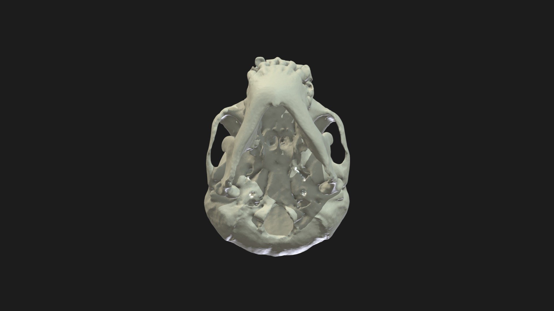 Chimpanzee Skull - Download Free 3D model by gwuanthro [2df83cc ...