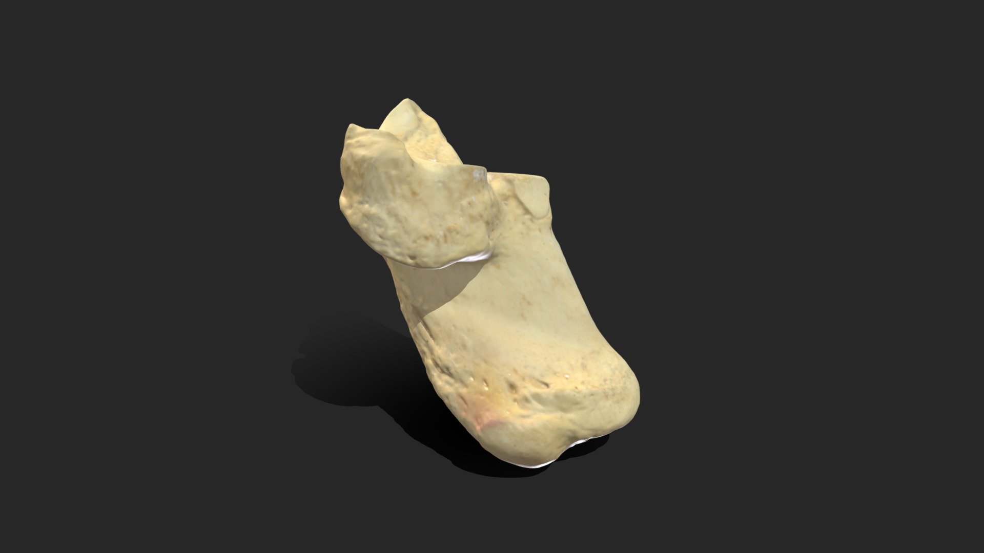 Phalange - 3D model by MSP-Paleo [2dff695] - Sketchfab
