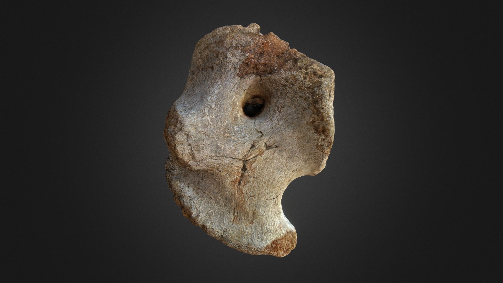 Saurolophine Hadrosaur Coracoid - Buy Royalty Free 3D model by Olof ...