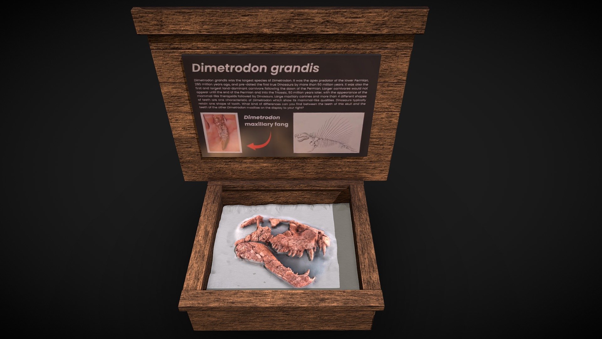 Dimetrodon Skull - Whiteside Museum display - 3D model by Peter Nox ...