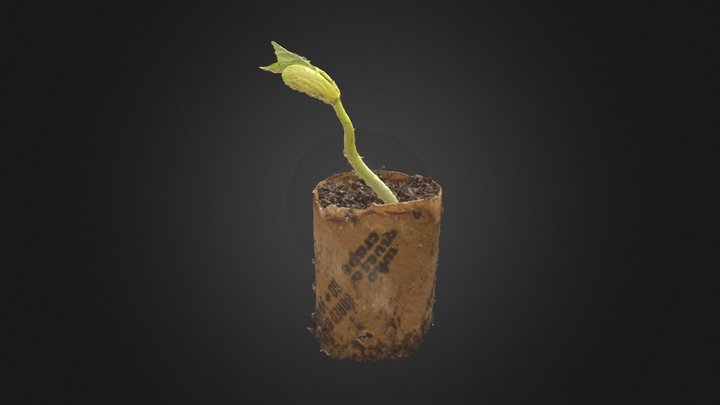 Germination 3D models - Sketchfab