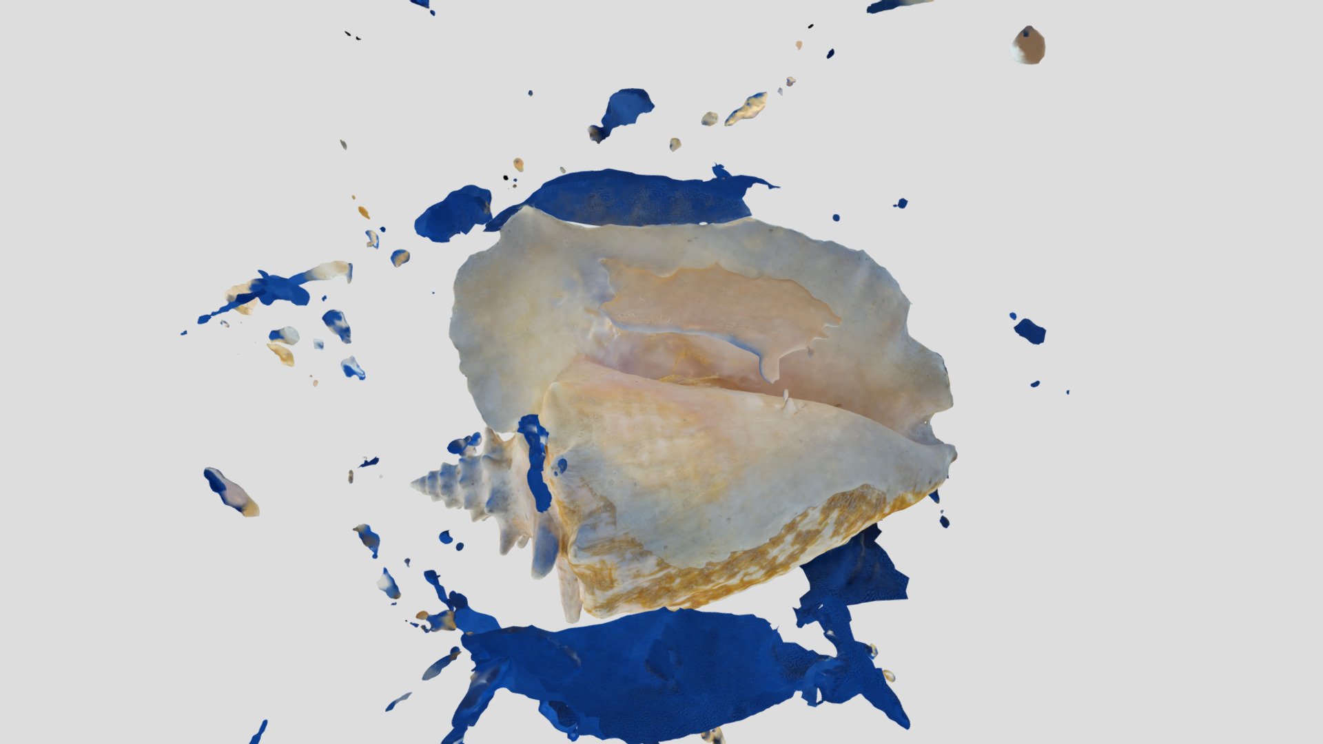 Conch Shell - 3D model by Kyle Dent (@kyledent) [2e041cb] - Sketchfab