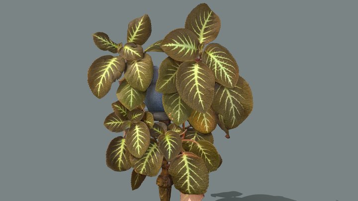 Plant-scan 3D models - Sketchfab