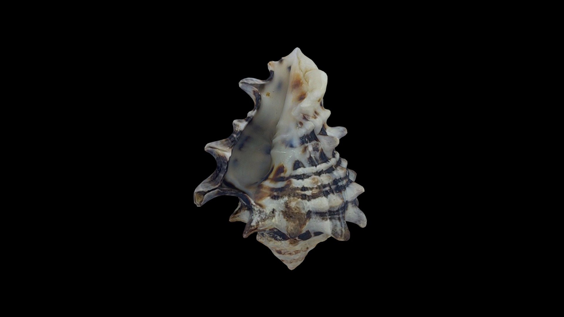 Vasum turbinellus - Download Free 3D model by latedcapuerj [2e1e48e ...
