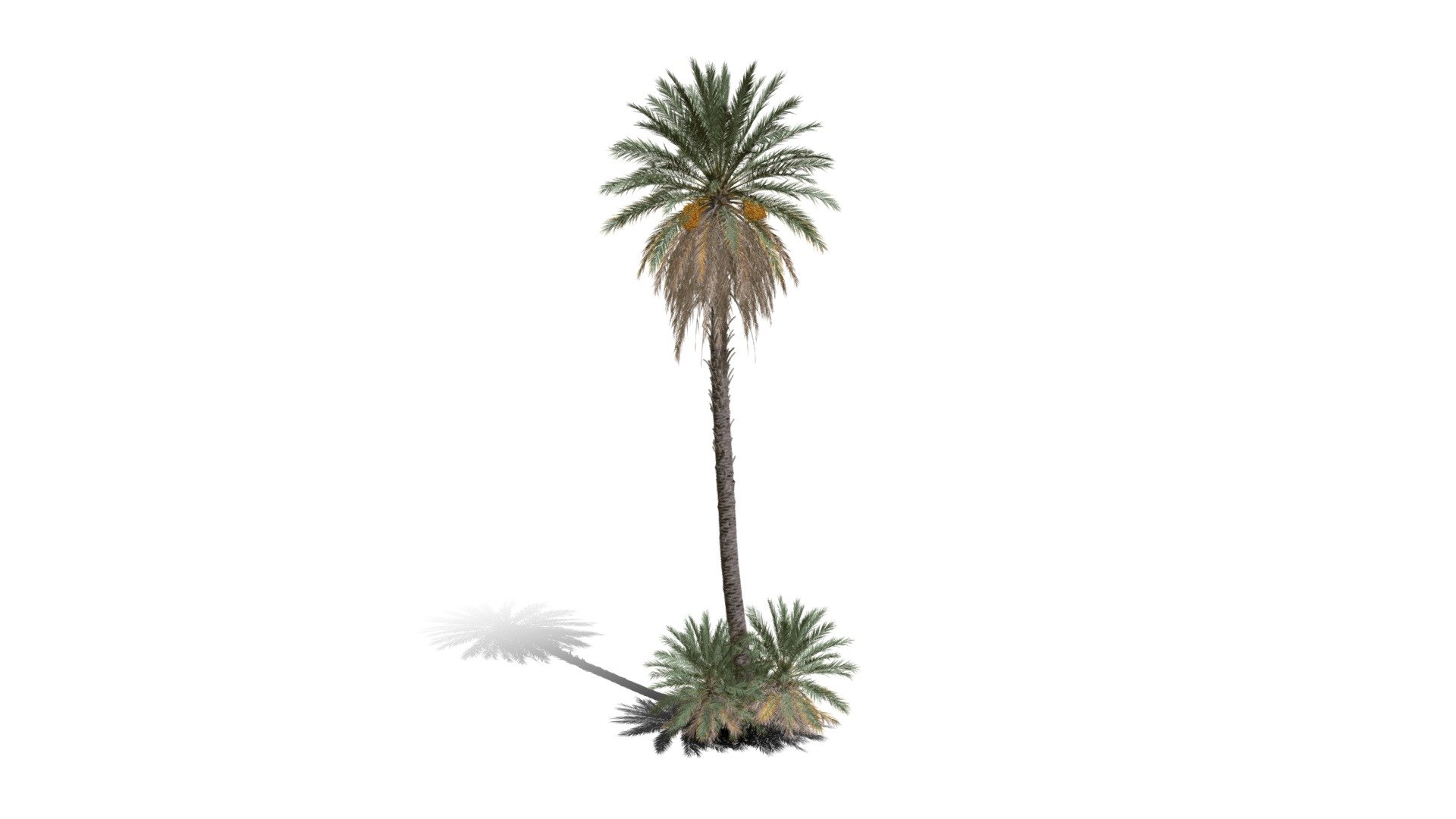 Realistic HD Date palm (31/78) - Download Free 3D model by PlantCatalog ...