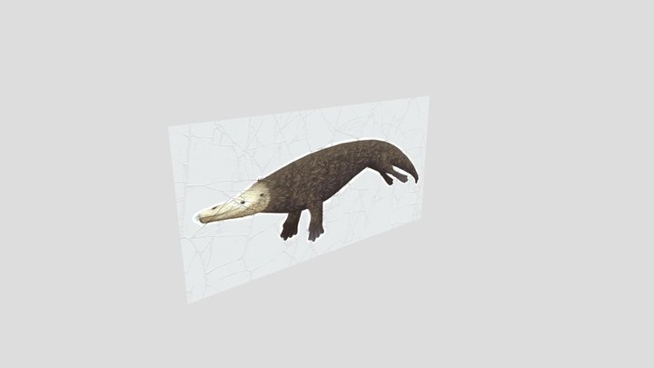Georgiacetus 3D models - Sketchfab