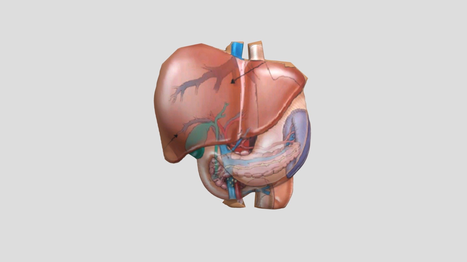 Organ Hati Manusia - 3D model by WYudiawati [2e23461] - Sketchfab