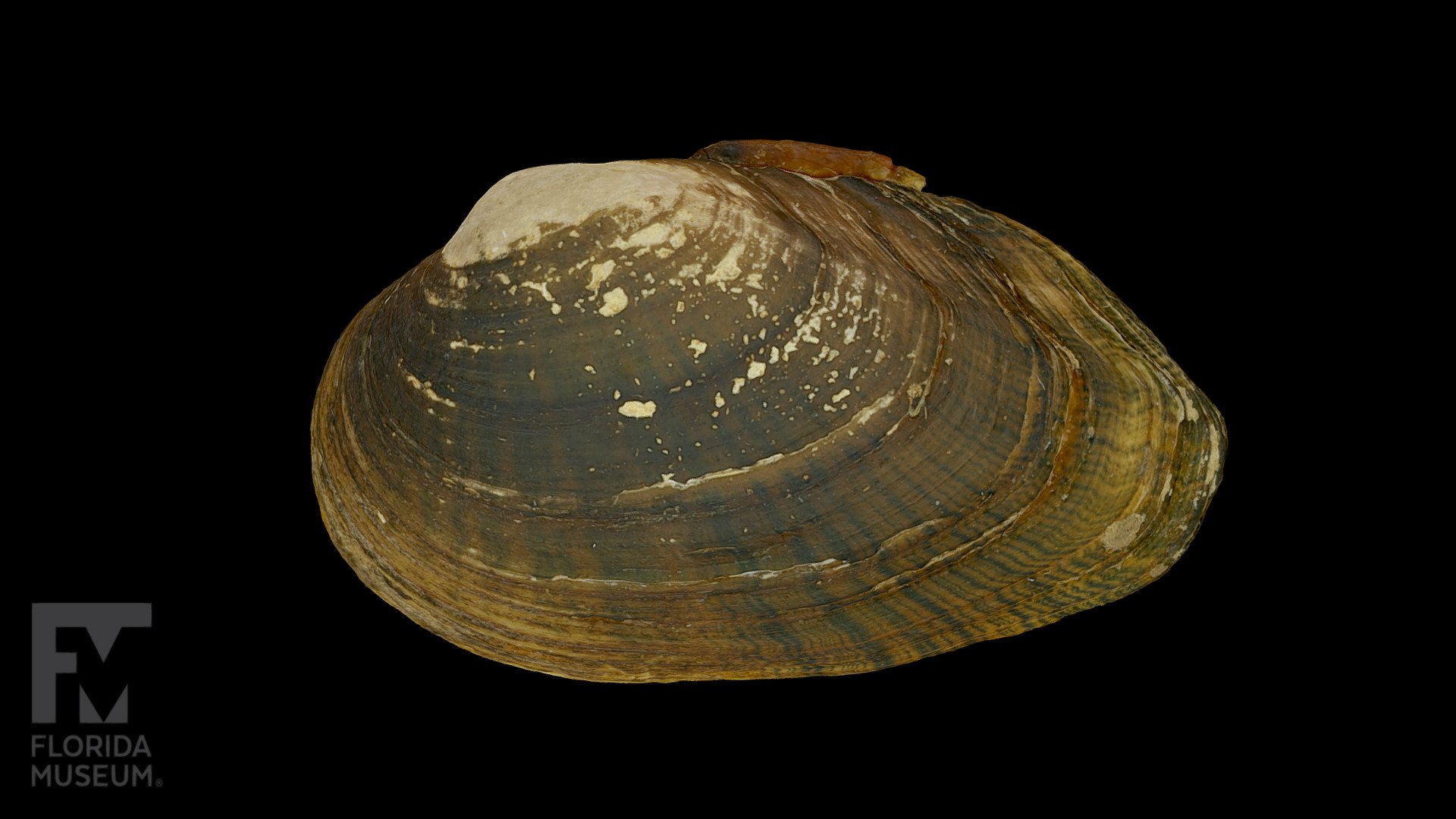 Cumberland bean - Freshwater Mussel - 3D model by FloridaMuseum ...