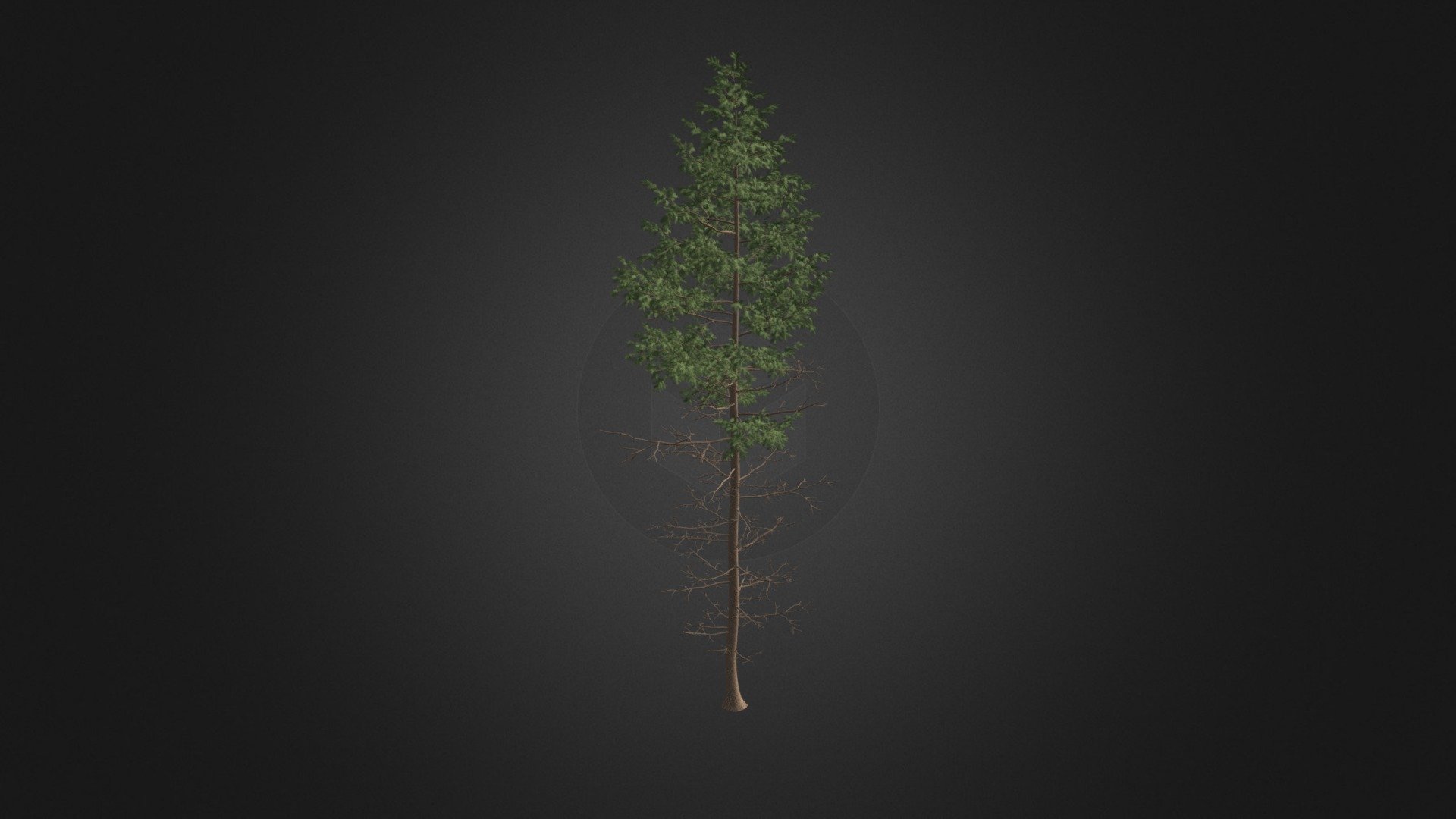 Pine Tree 3D Model 16m - Buy Royalty Free 3D model by cgaxis [2e3093d ...