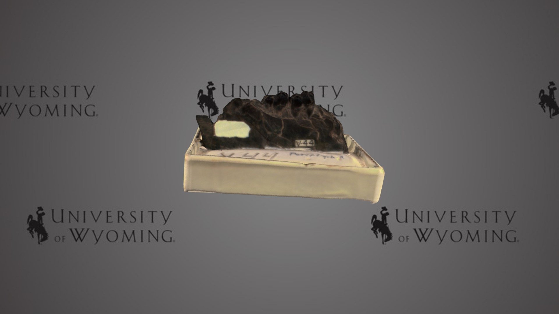 UW 44 - Periptychus rhabdodon, Lower m2-m3 - Download Free 3D model by ...