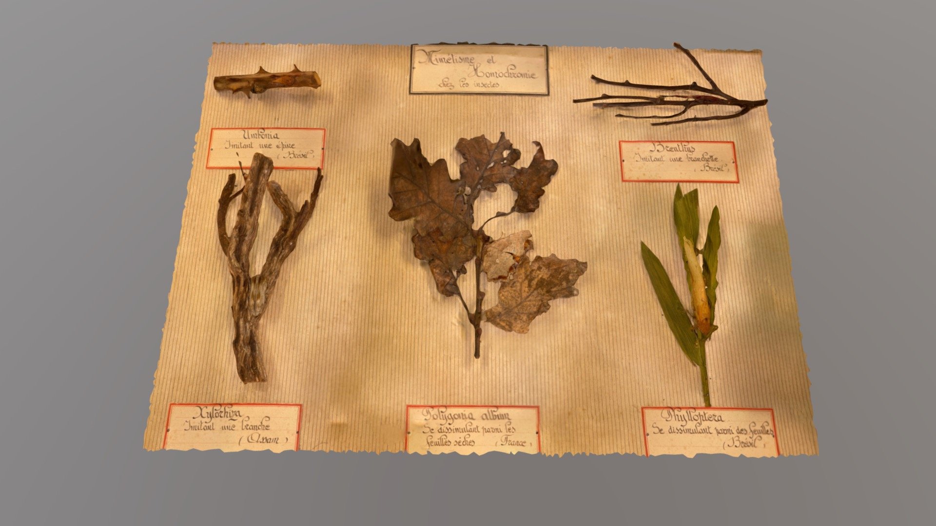 Entomologie mimétisme - Download Free 3D model by Tavernier Amaury ...