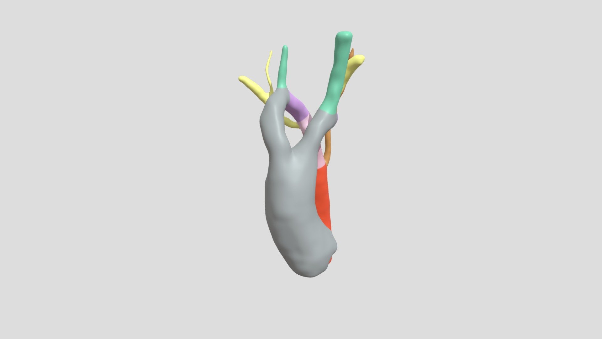 Pre-operative - 3D model by Monique Jongbloed (@mrmjongbloed) [2e42a9a ...
