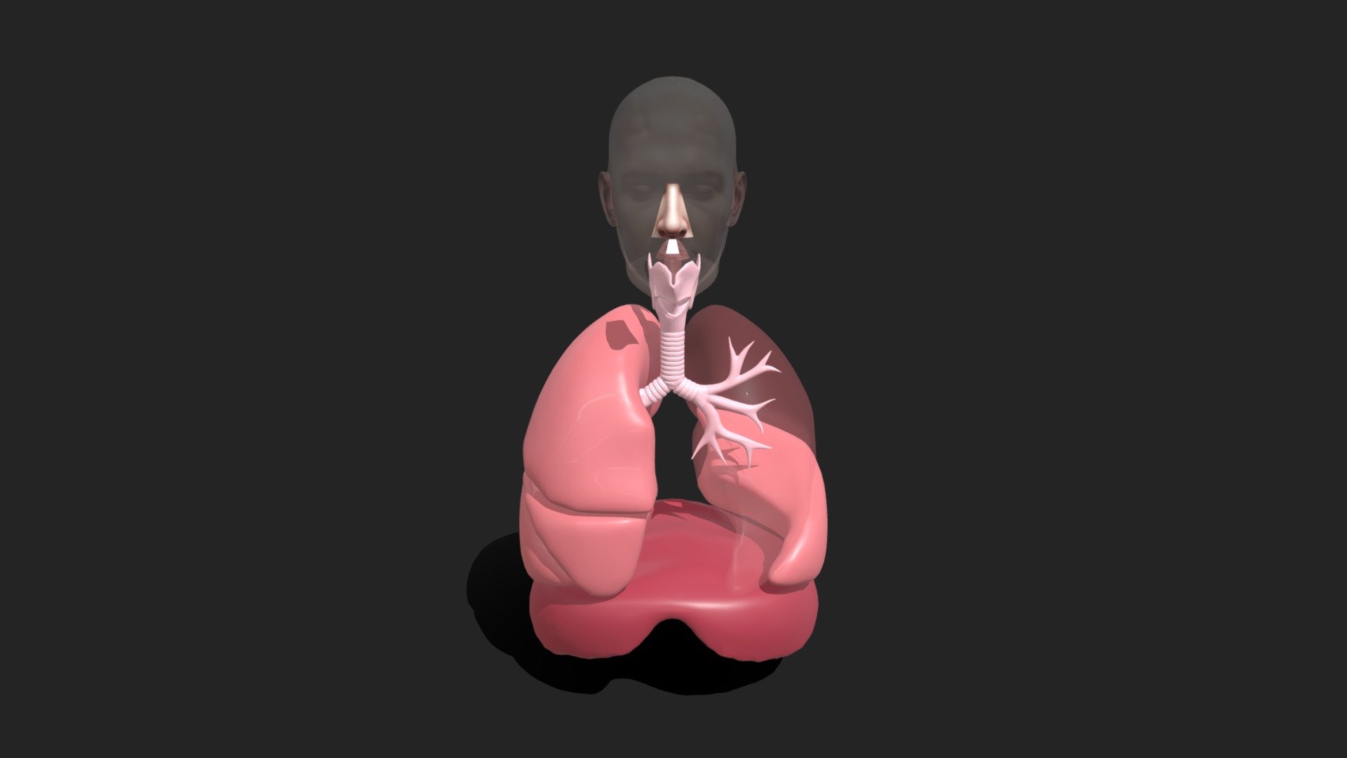 Pernapasan Dada & Perut - 3D model by EzzerQ27 [2e469fc] - Sketchfab