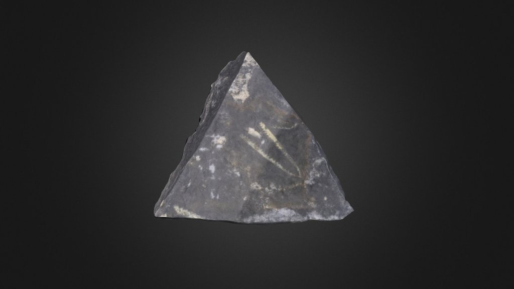 Graptolites - A 3D model collection by Digital Atlas of Ancient Life ...