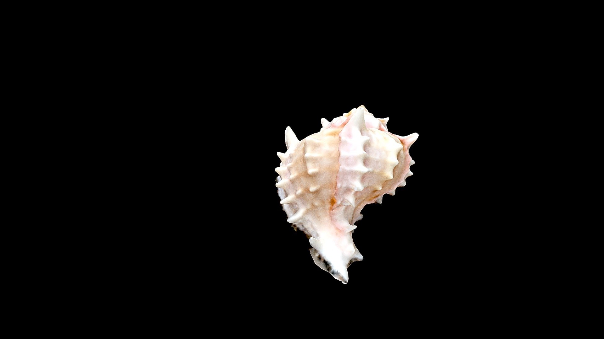 Shell Final 3D - Download Free 3D model by aacarriere [2e5b243] - Sketchfab