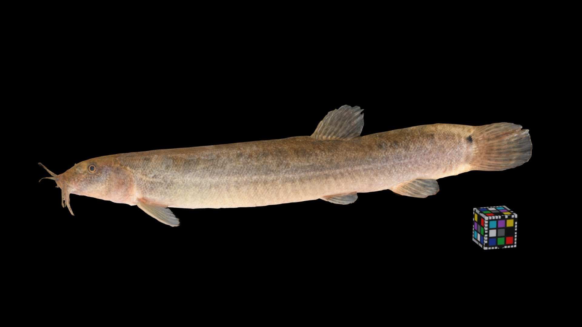 CC0 ドジョウ（中国移入系） 🐟 ♀ Chinese Weather Loach - Download Free 3D model by ...