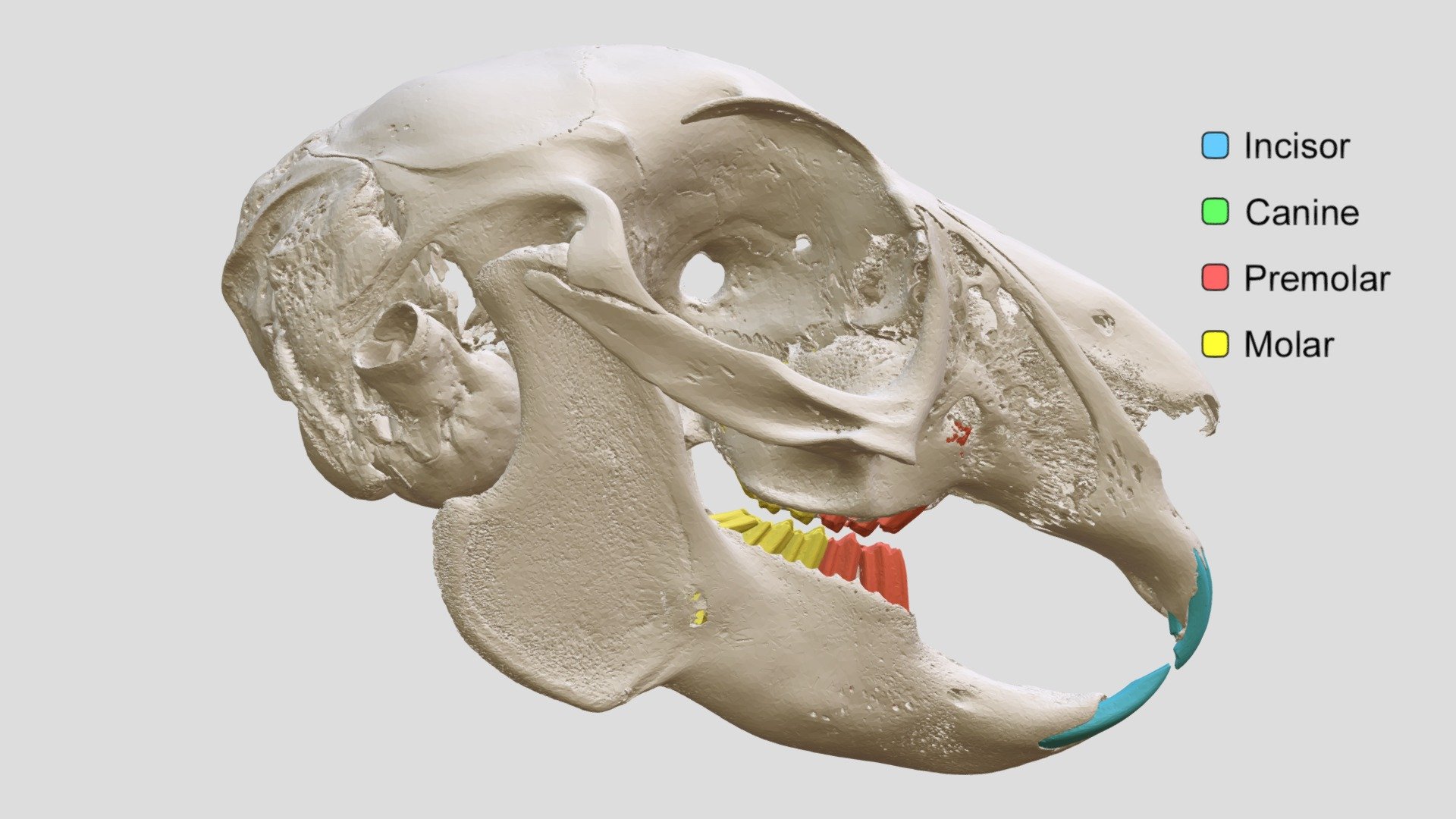 Lepus timidus (MSB:Mamm:289423) - 3D model by Biodiversity [2e61808 ...