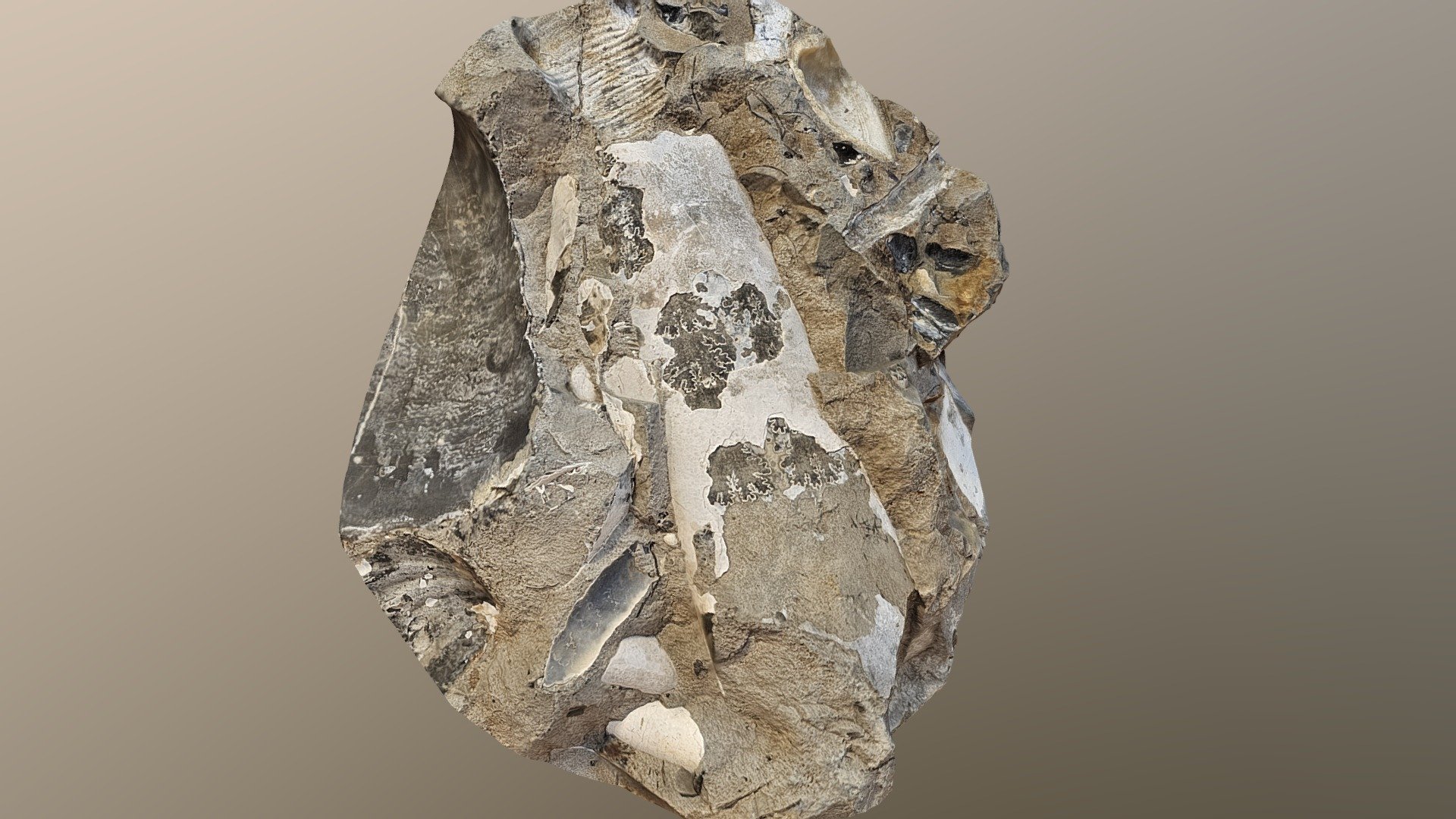 Baculite Fossil - Download Free 3D model by Saito100 [2e63abf] - Sketchfab