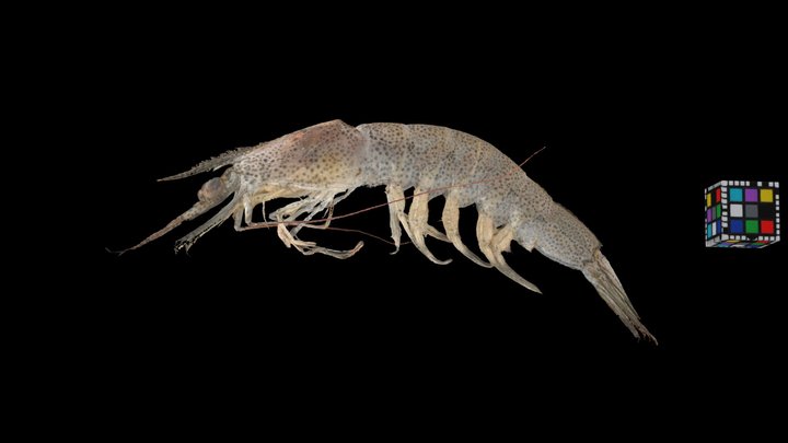 Metapenaeus 3D models - Sketchfab