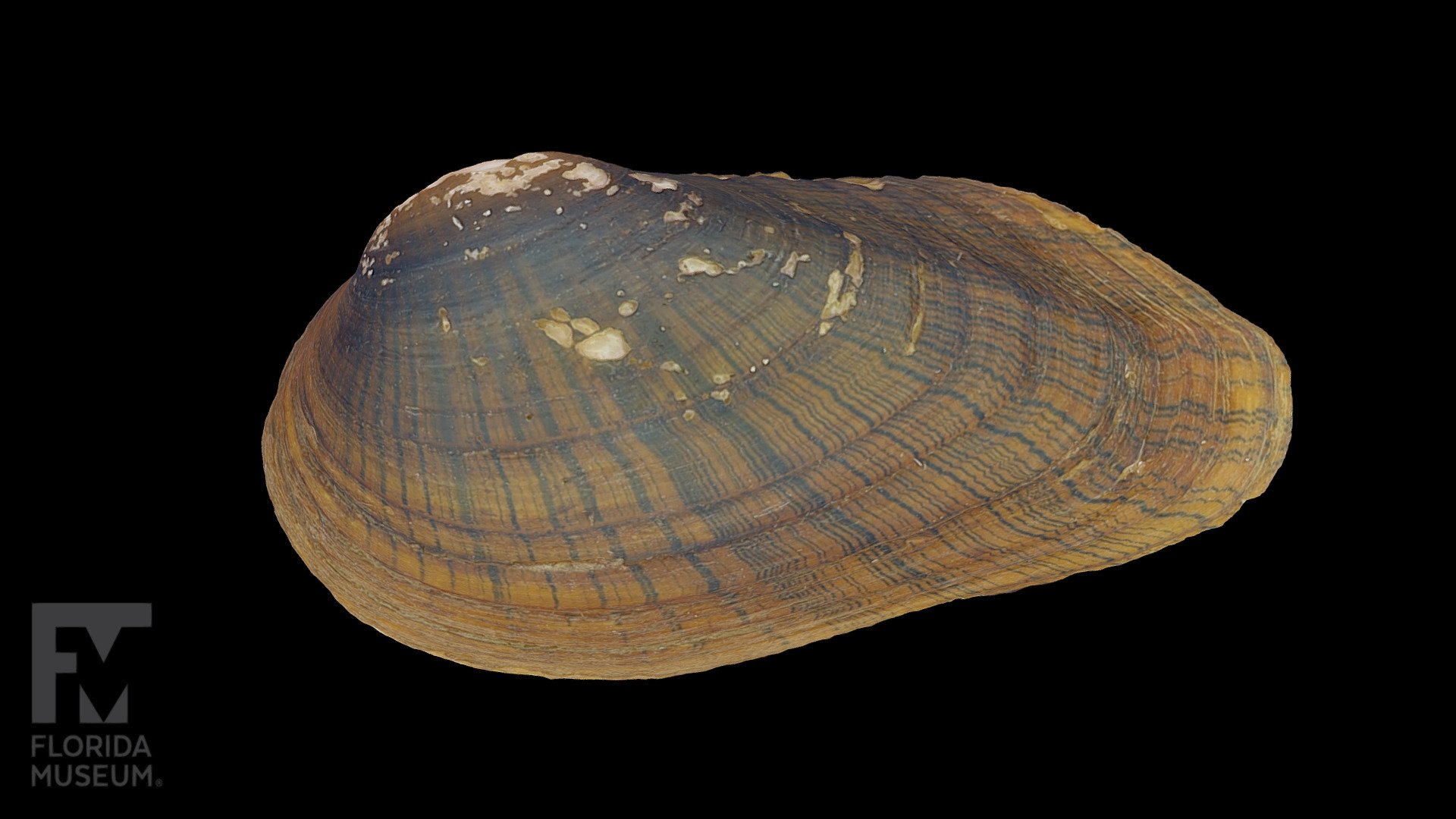 Tennessee bean - Freshwater Mussel - 3D model by FloridaMuseum [2e67c82 ...
