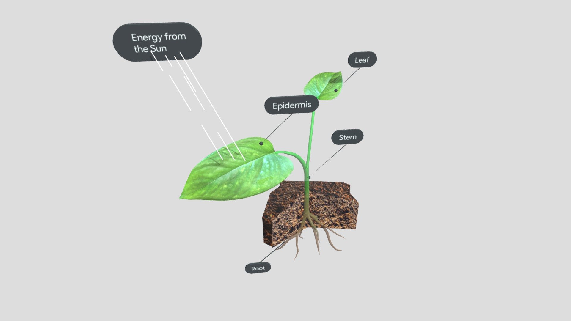 Photosynthesis - Fotosintesi - 3D model by pietroblu [2e6dcd6] - Sketchfab