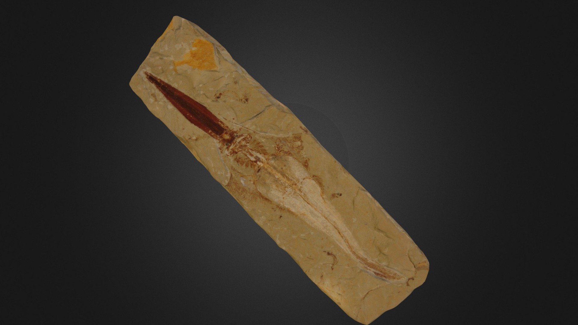 SAWFISH FOSSIL - 3D model by 3D Fossils (@conqueror78) [2e7585b ...