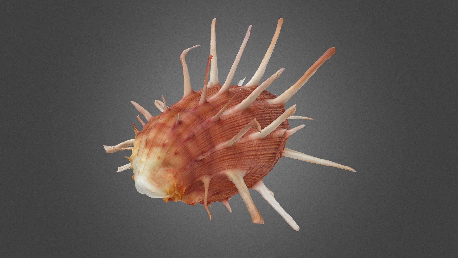 Spondylus regius - 3D model by Jörgen Hellberg (@Hphoto) [2e7710f ...