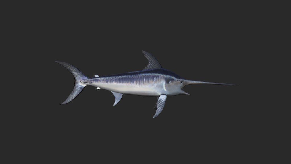 Swordfish - 3D model by Diana Marques (@dianamarques) [2e7c02b] - Sketchfab