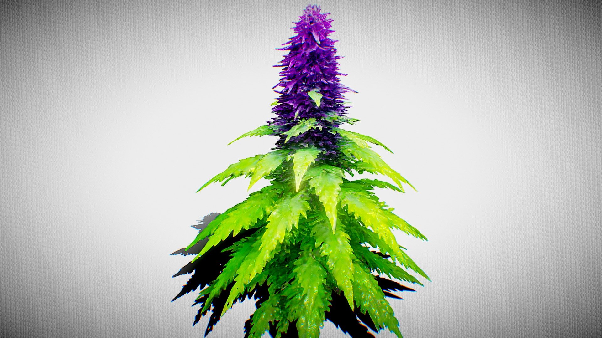 Purple haze Ganja plant natural - Download Free 3D model by 3dUVpro ...