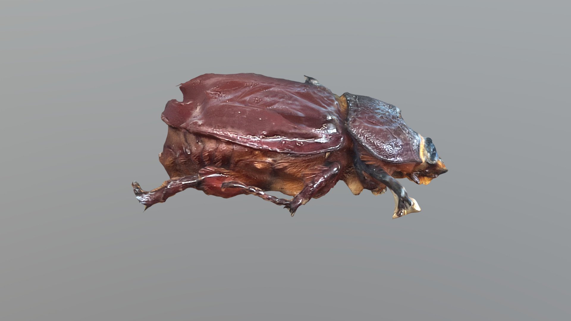 Scarabée Rhino Femelle - Download Free 3D model by Tavernier Amaury ...
