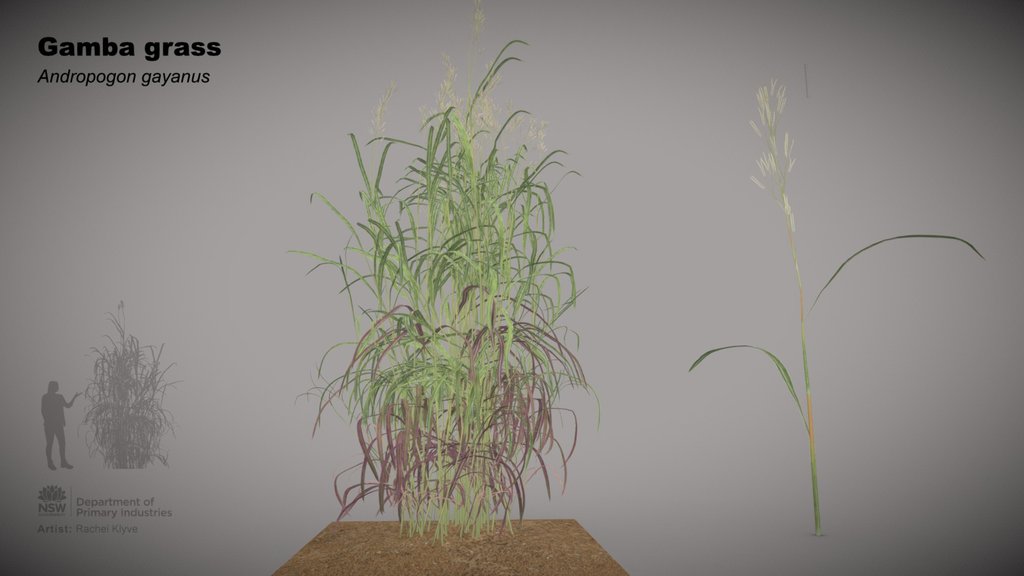 Weeds - A 3D model collection by NSW DPIRD (@dpicomms) - Sketchfab