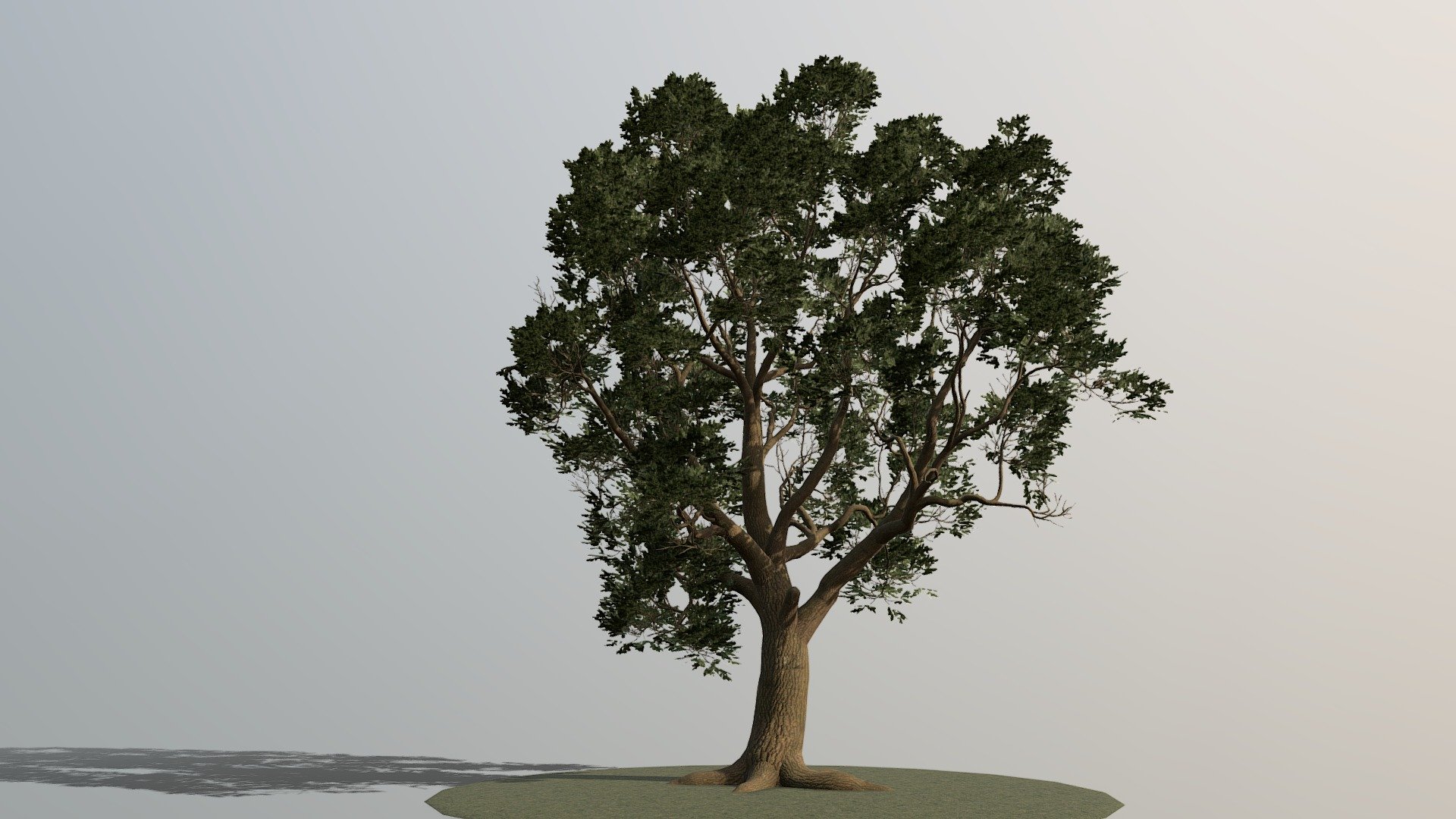 Oak Tree - Buy Royalty Free 3D model by Studio Lab (@studiolab.dev ...