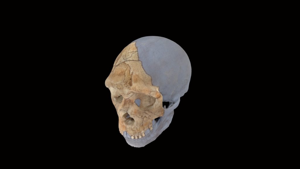 Neanderthal Skull - 3D model by rtrachman [2e8bf6c] - Sketchfab