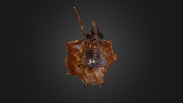 Raya 3D models - Sketchfab
