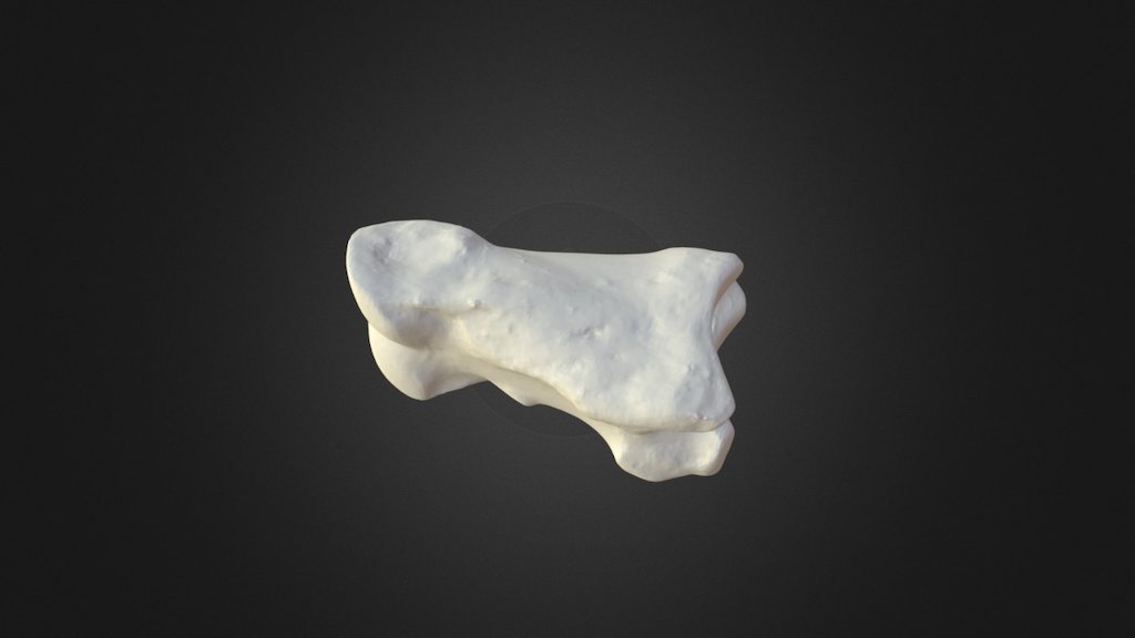 1310002 First Rear Phalanx 1 Right - 3D model by William_R_Adams ...