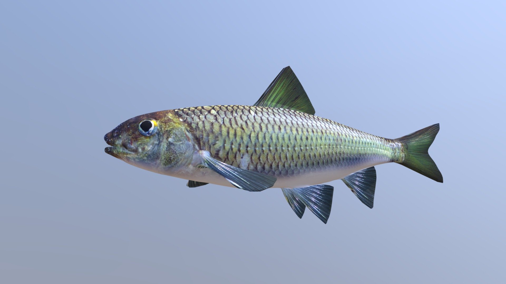 Fish2 - 3D model by DeliaModel [2e96932] - Sketchfab