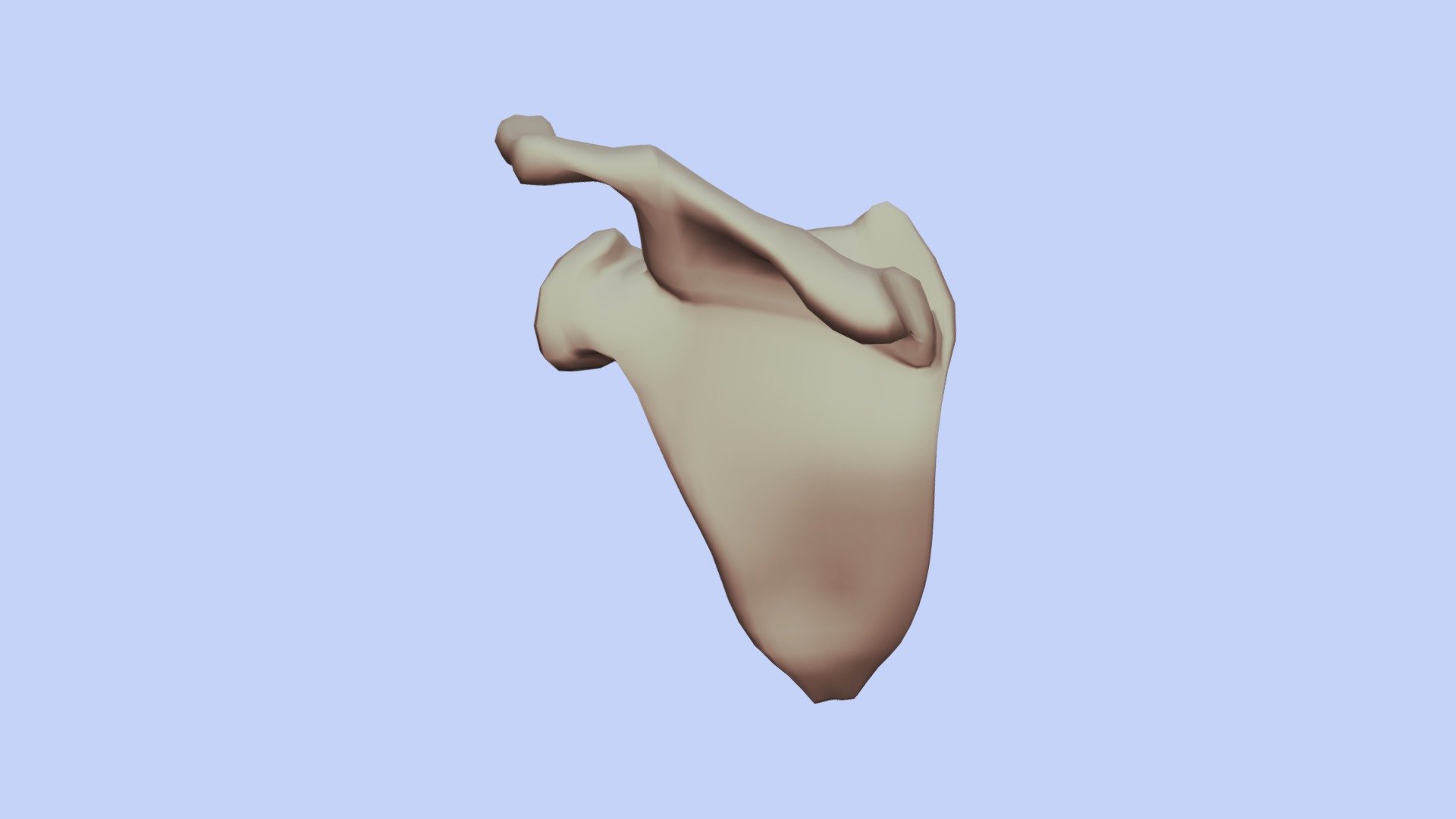 scapula - 3D model by heavy_med_ill [2e9faf4] - Sketchfab