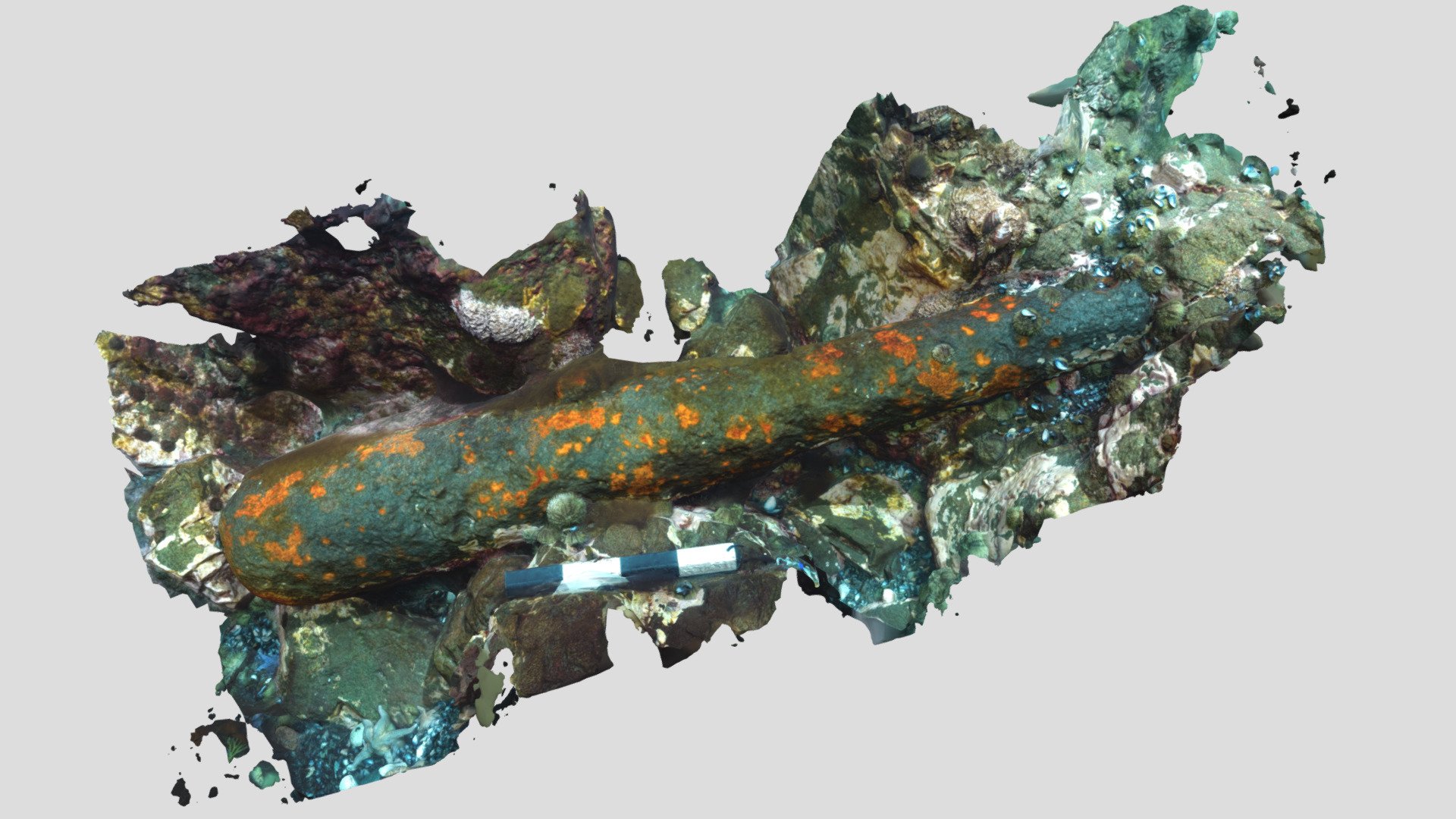 Mortier cannon 3 - Download Free 3D model by Shipwreck Preservation ...