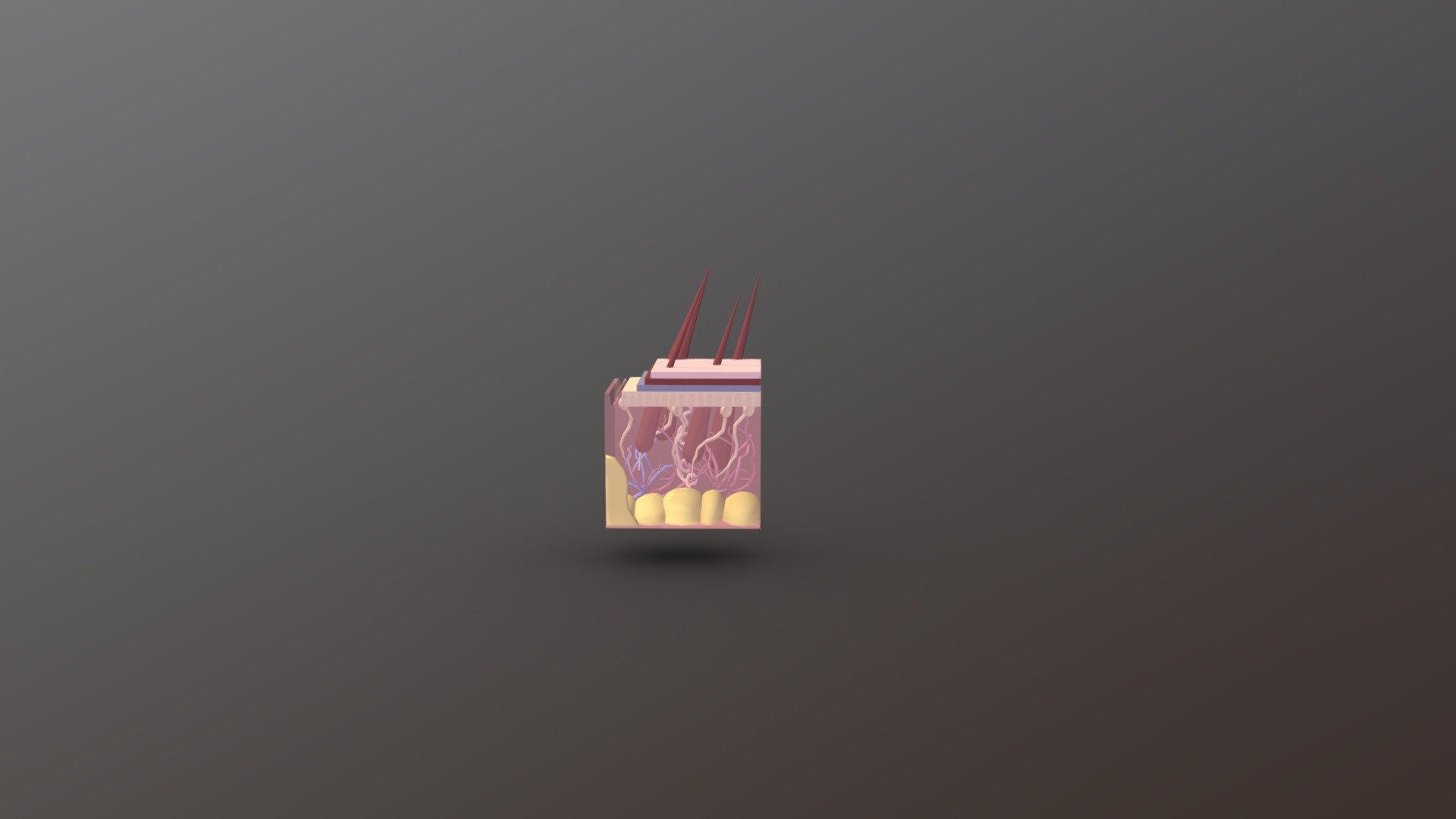 Integumentary System - 3D model by Ramon Duterte Memorial National High ...