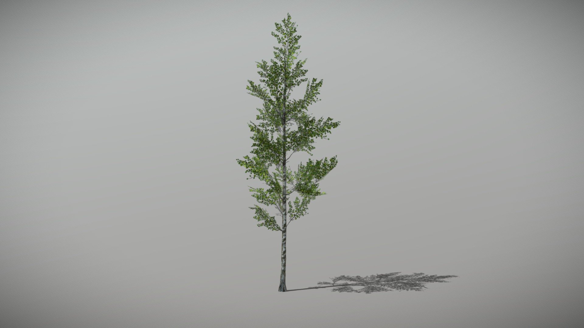 Birch 1 (Animated Tree) - Buy Royalty Free 3D model by bsp [2eb95ee ...
