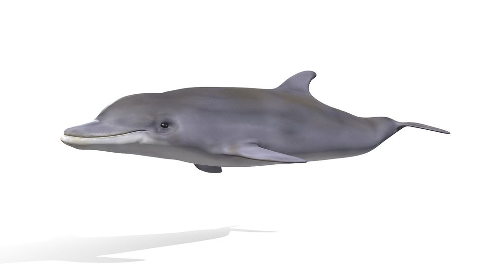 Fish CC0-Attribution - A 3D model collection by sbeitelmal - Sketchfab