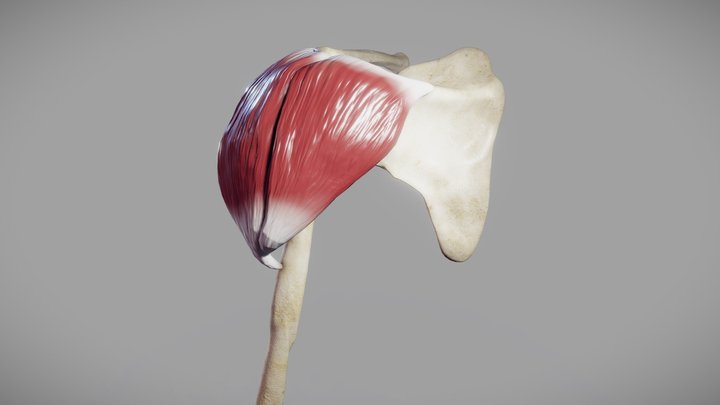Deltoid 3D models - Sketchfab