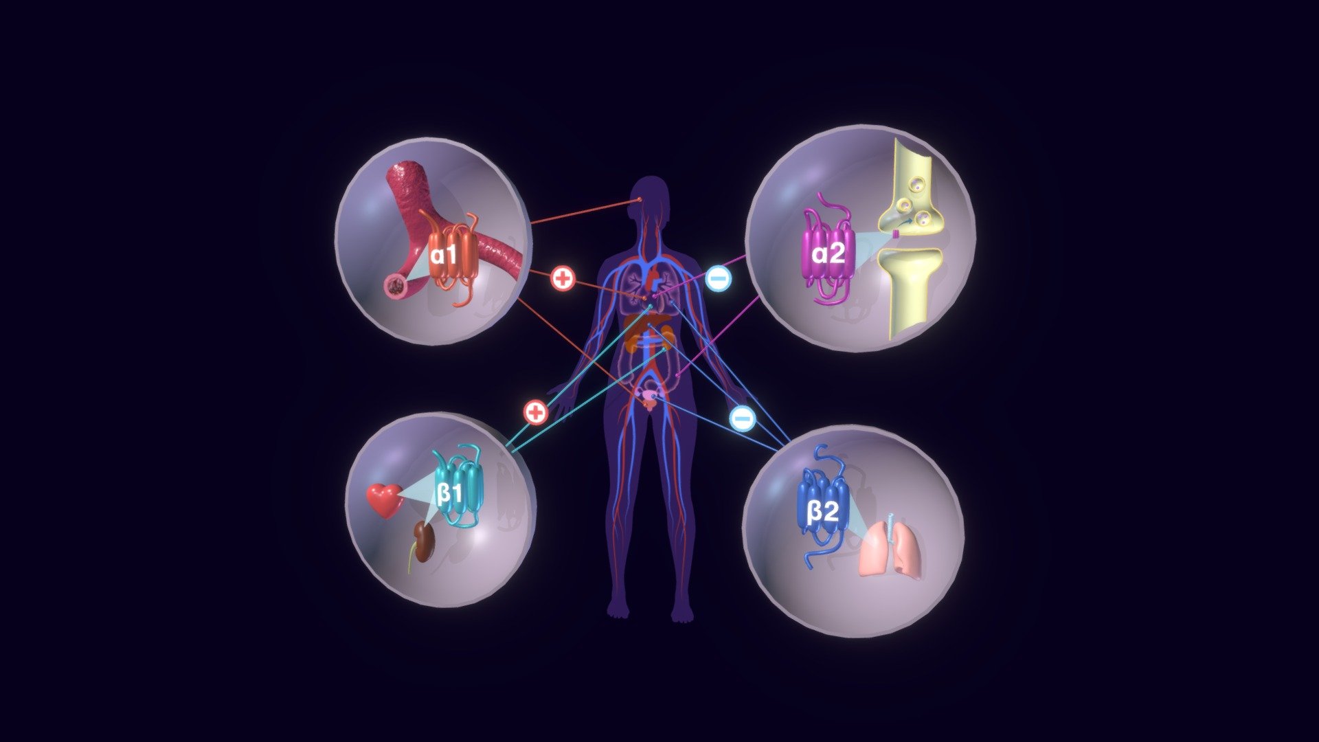 Alpha & Beta Adrenergic Receptors - 3D model by N351SON [2ec463c ...