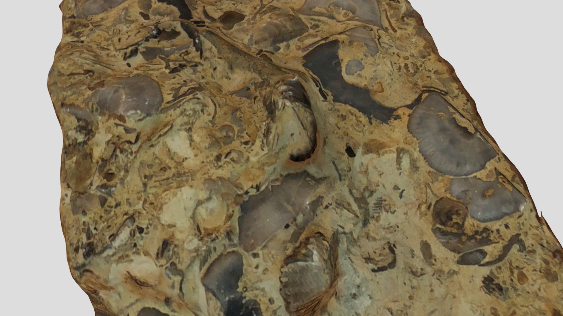 Madison Fossil 02 - Download Free 3D model by Grand Rapids CC - Geology ...