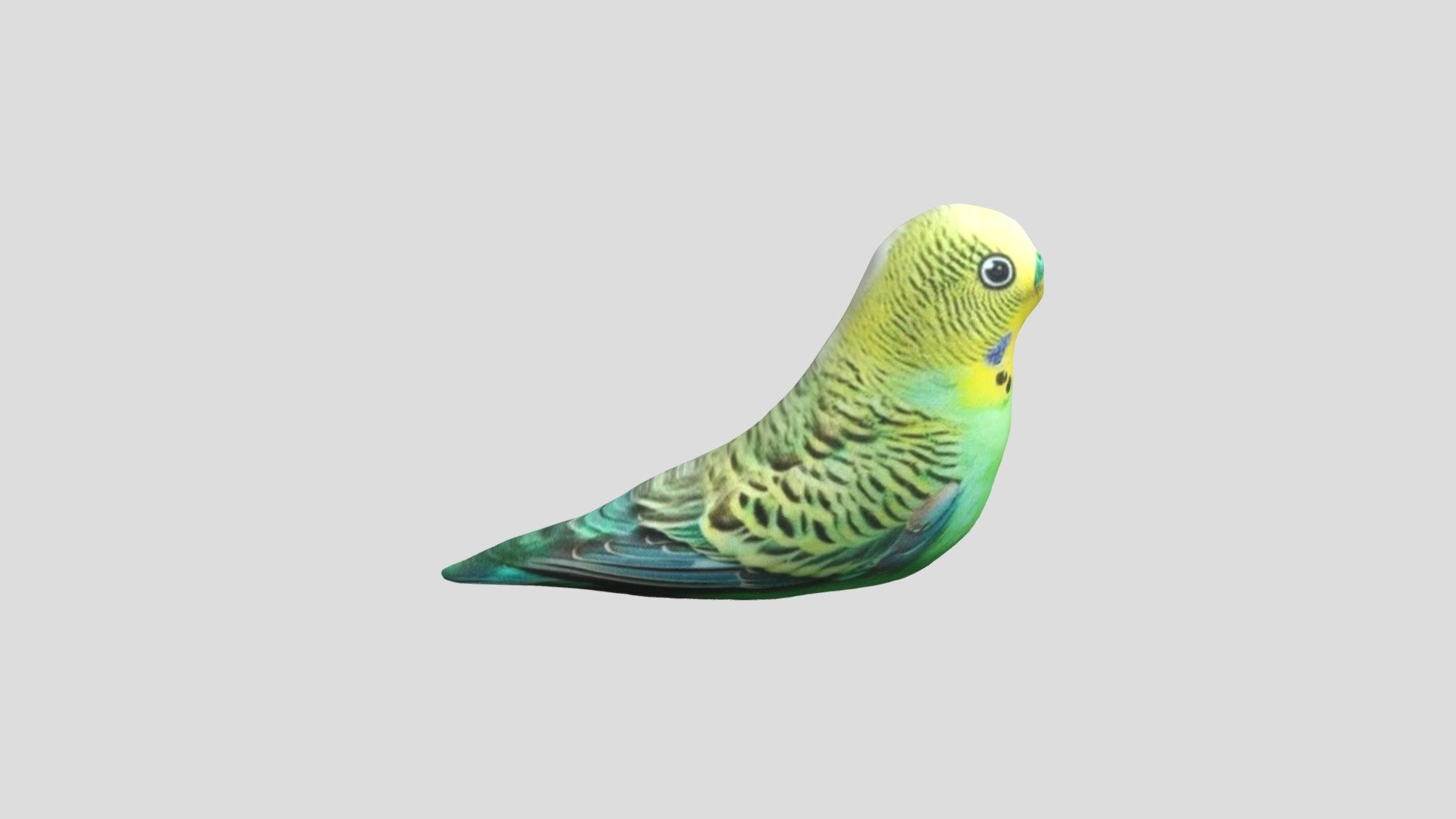 parrot bloptop - Download Free 3D model by MotyVan (@motyavan) [2ecbf83 ...