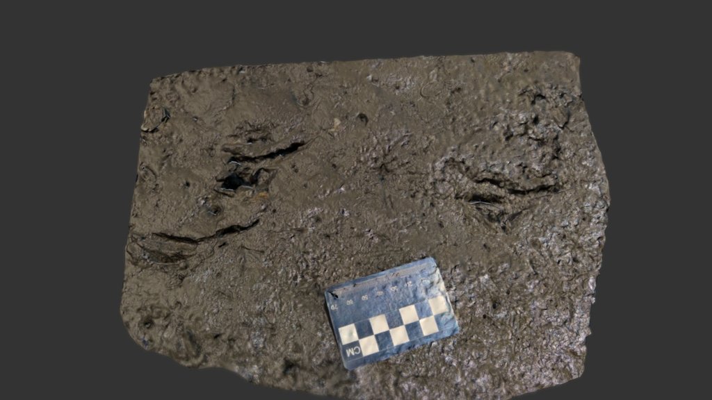 Wet Bird Track, Dee Estuary - 3D model by PeterFalkingham ...