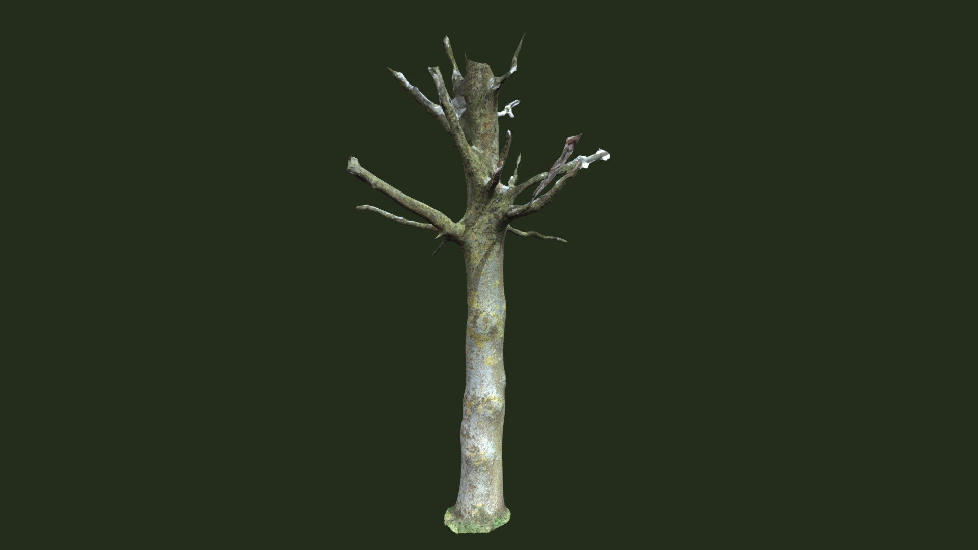 Photo-scanned Tree (First Attempt At 3D Scans) - Download Free 3D model ...