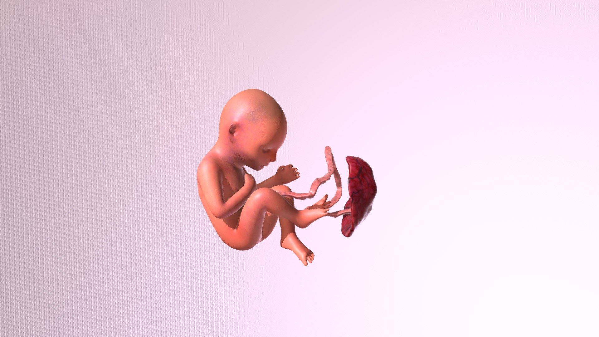 Human Fetal Development - 14-20 Weeks - 3D model by Vida Systems ...