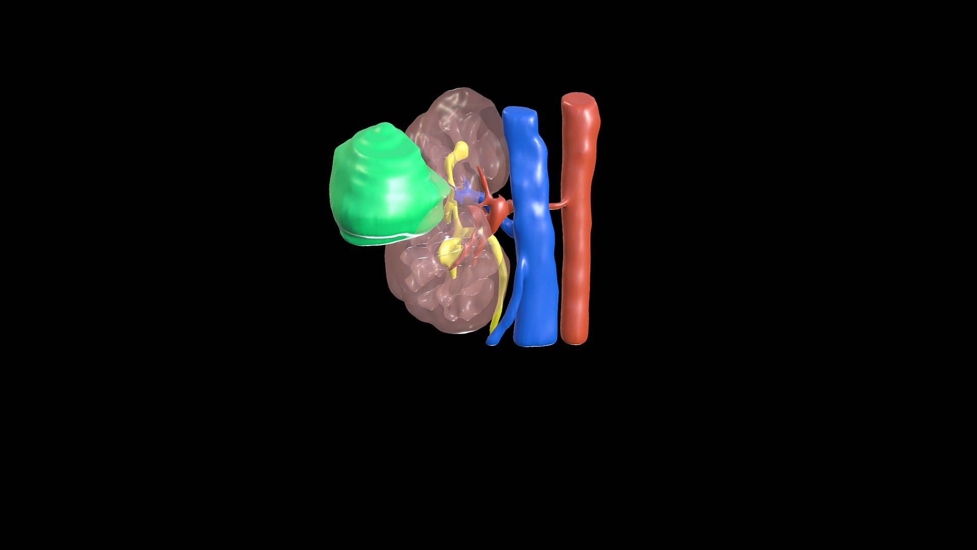 Right Renal Cyst - 3D model by Cirurgic3D (@neorenal) [2ee8489] - Sketchfab