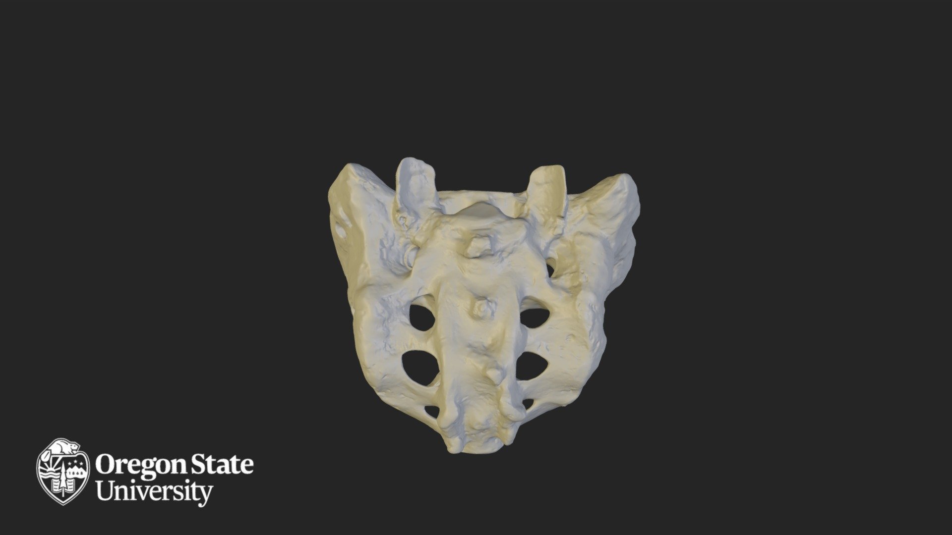 Sacrum - Download Free 3D model by Oregon State University | Ecampus ...